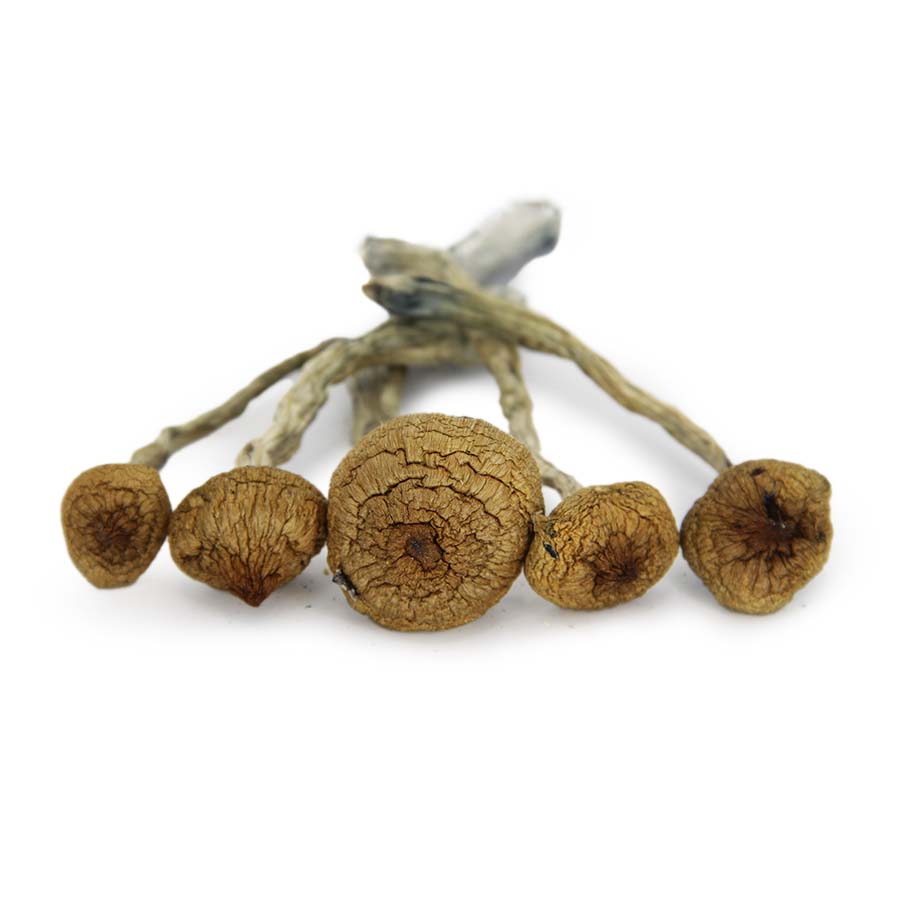 Shrooms – Cheap Canna