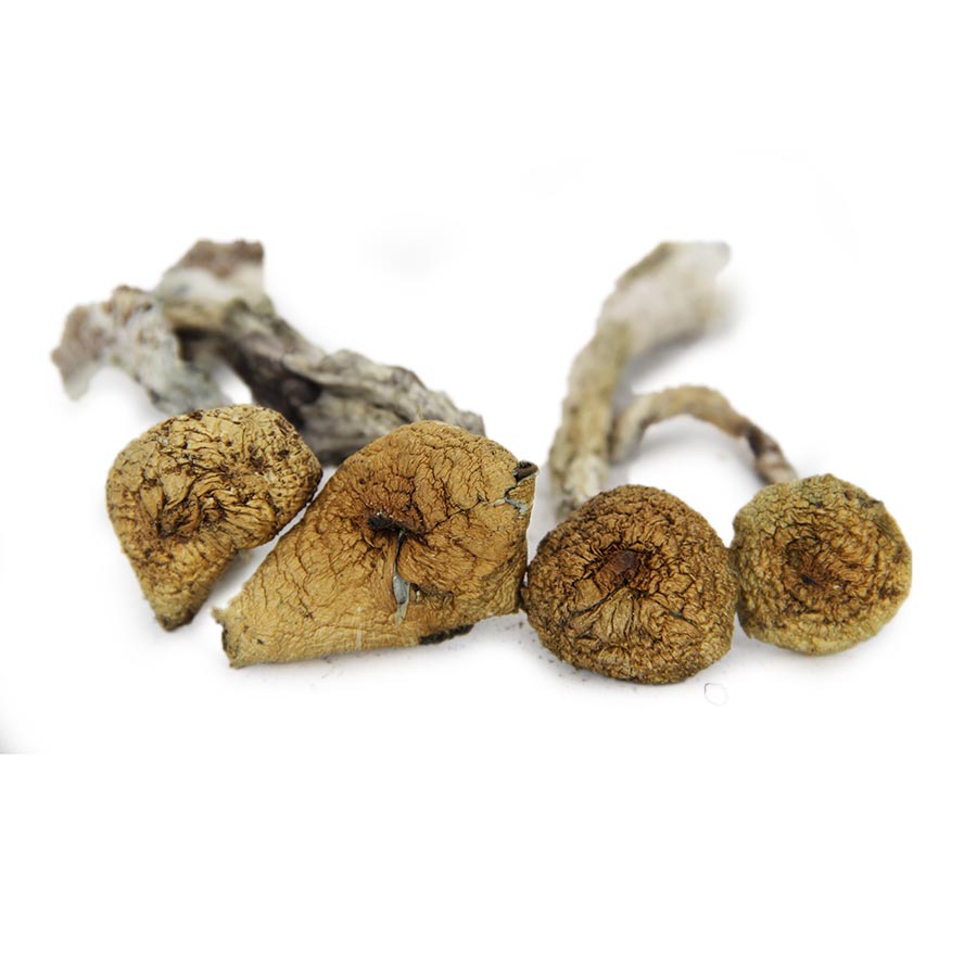 Shrooms – Cheap Canna
