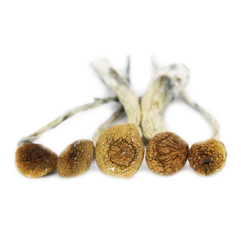 Shrooms – Cheap Canna