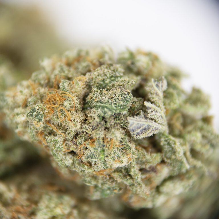 Lemon Cake (popcorn) AA – Cheap Canna