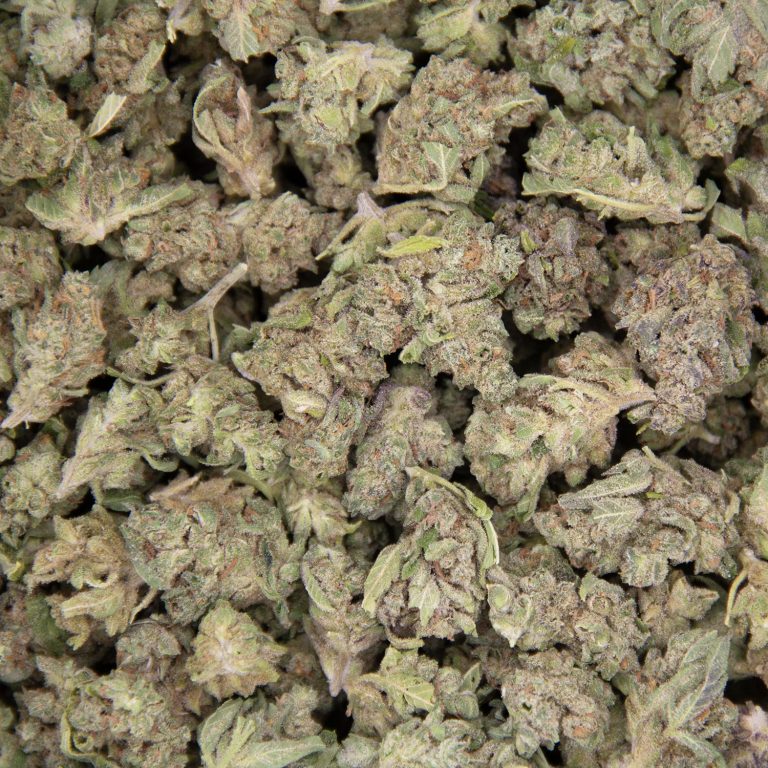 Fruit Rollupz (mediums) AA – Cheap Canna