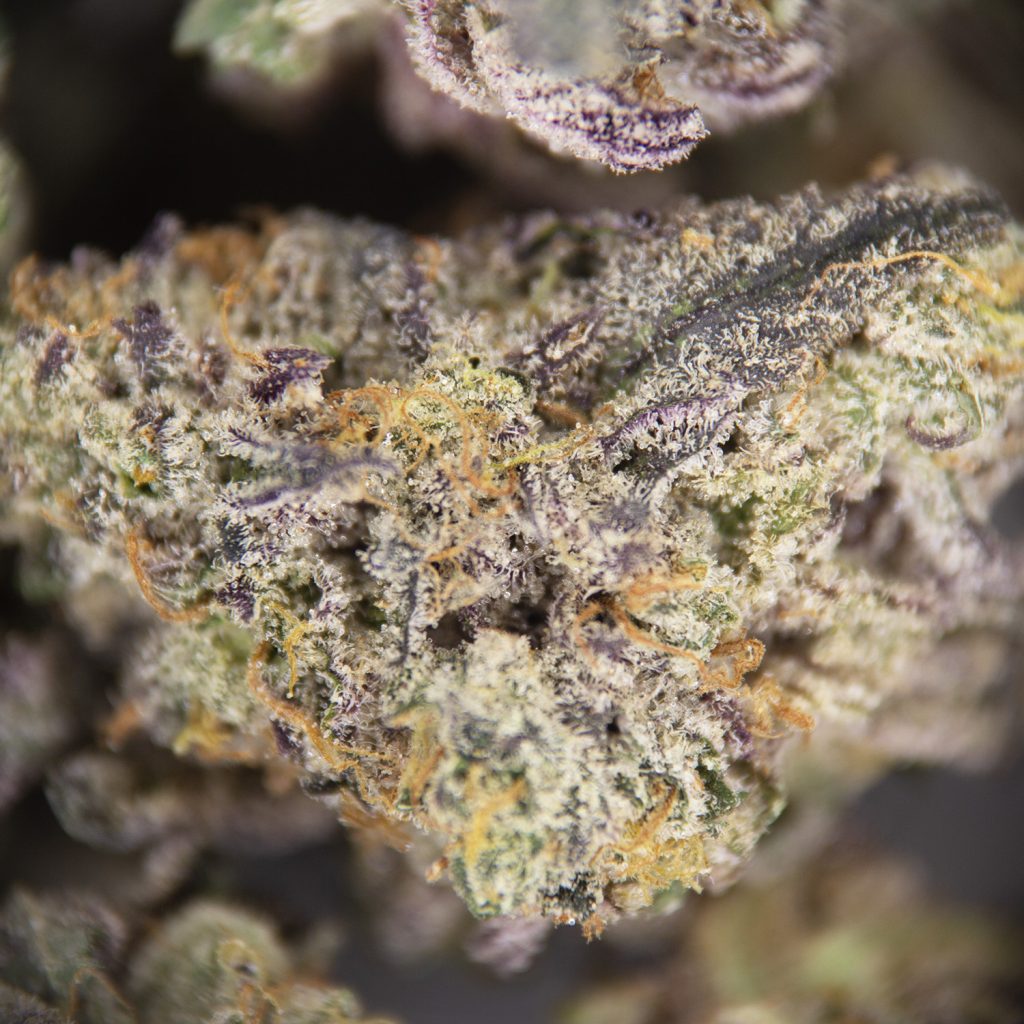 Orange Blossom Special (smalls) AAA+ – Cheap Canna