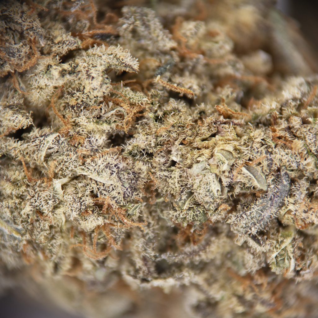 Lemon Tart AA+ – Cheap Canna